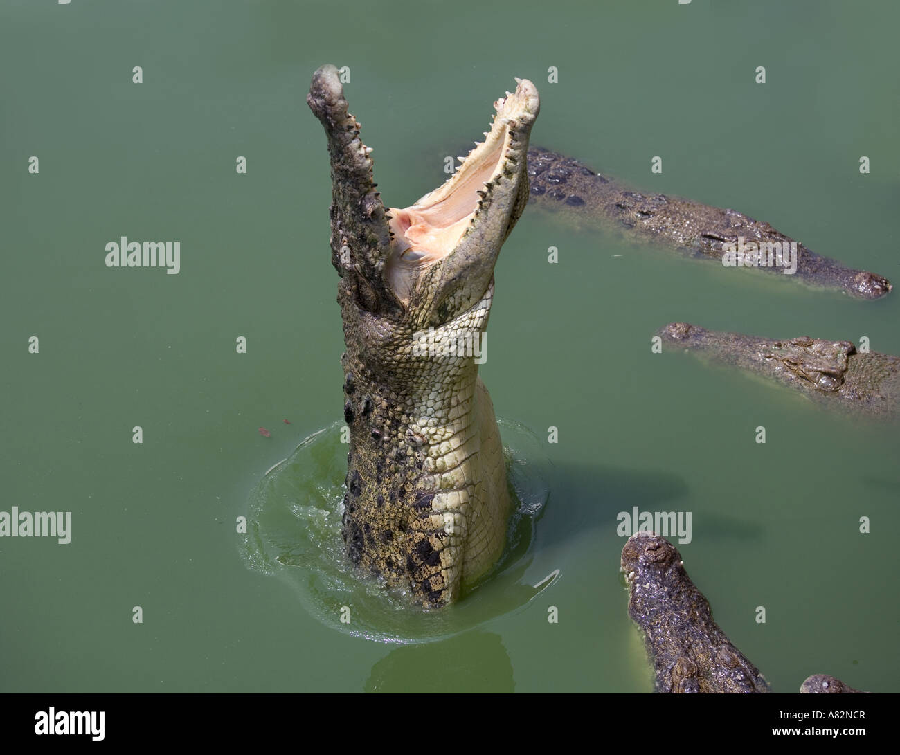 Crocodylus siamensis hi-res stock photography and images - Alamy