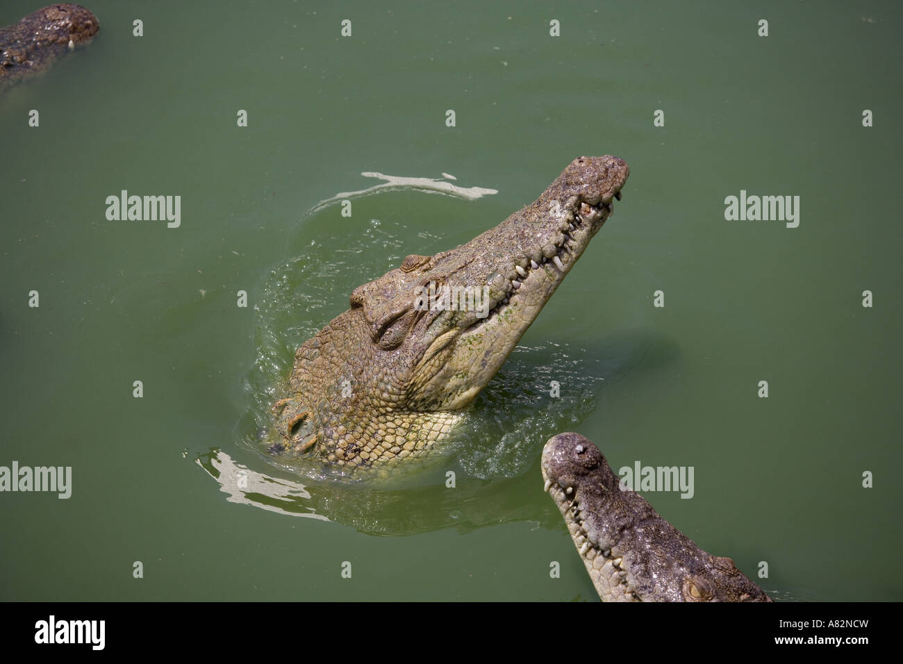 Siamese crocodile Crocodylus siamensis Stock Photo - Alamy