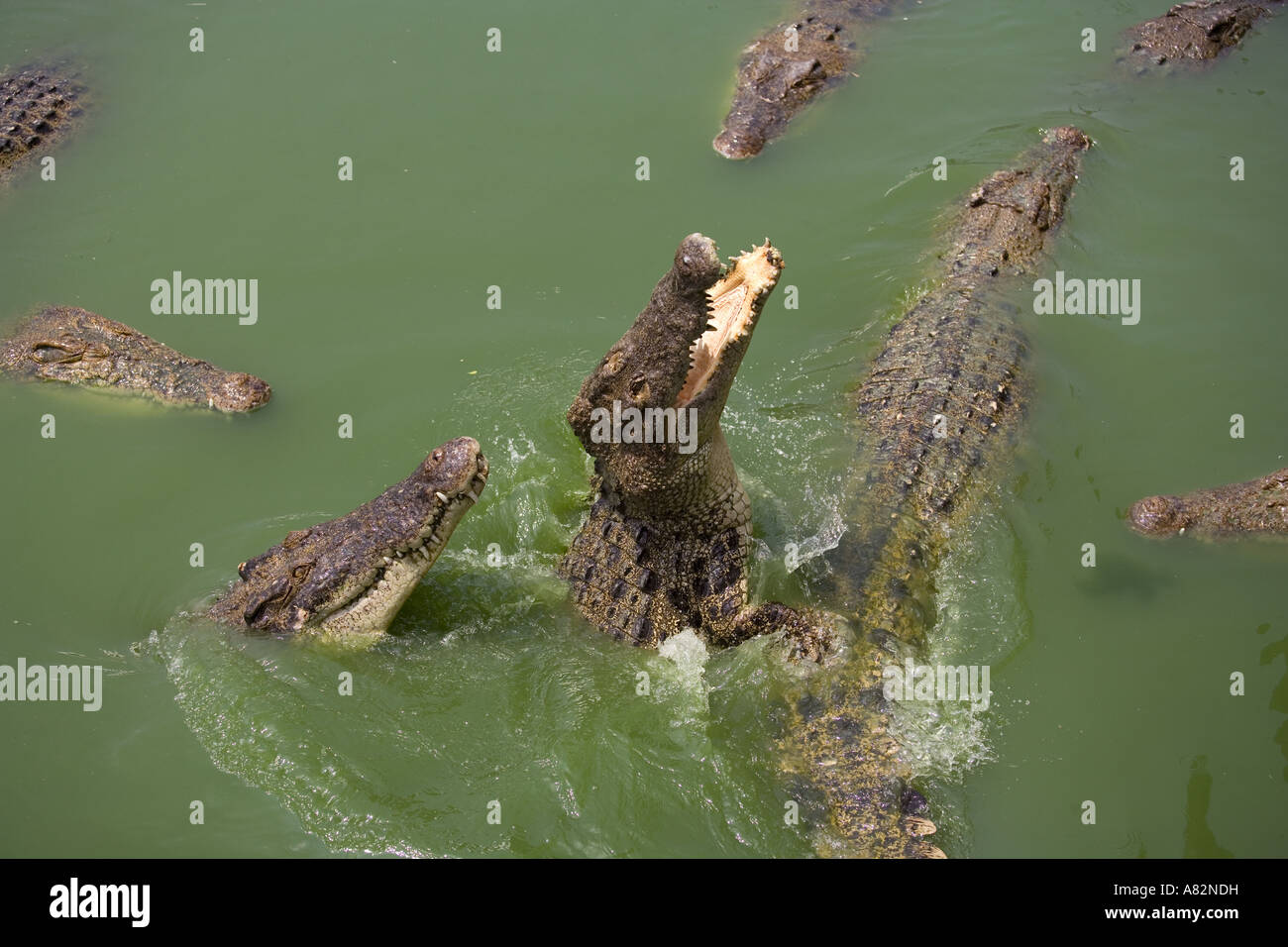 Siamese crocodile Crocodylus siamensis Stock Photo - Alamy