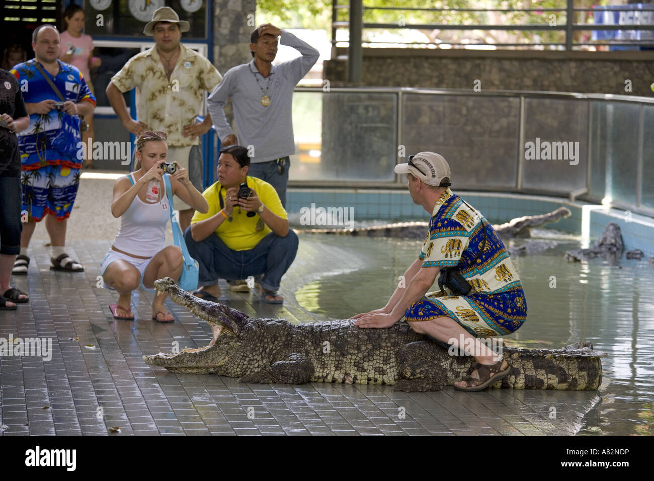 Crocodile Show Siamese crocodile Crocodylus siamensis at Thailand Zoo ...
