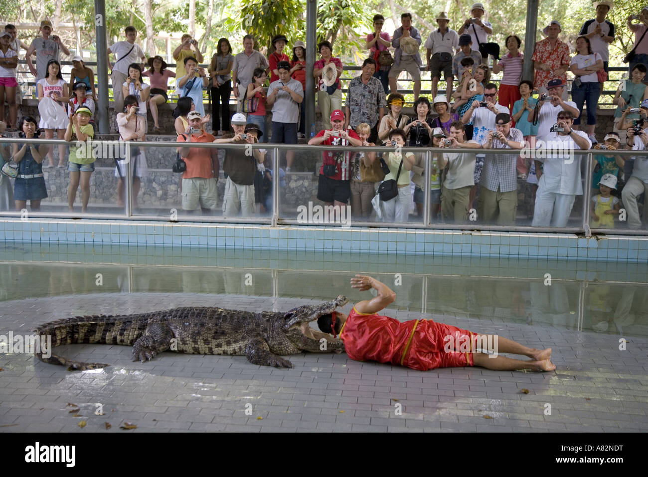 Crocodile Show Siamese crocodile Crocodylus siamensis at Thailand Zoo ...