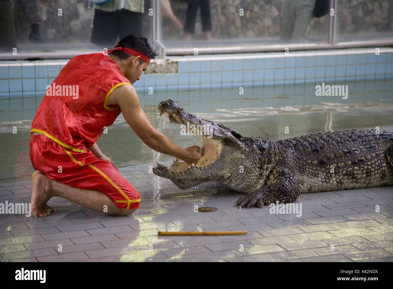 Crocodile Show Siamese crocodile Crocodylus siamensis at Thailand Zoo ...