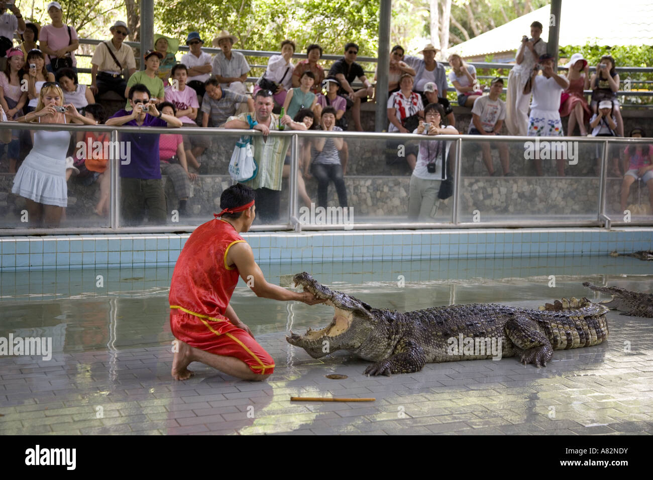 Crocodile Show Siamese crocodile Crocodylus siamensis at Thailand Zoo ...