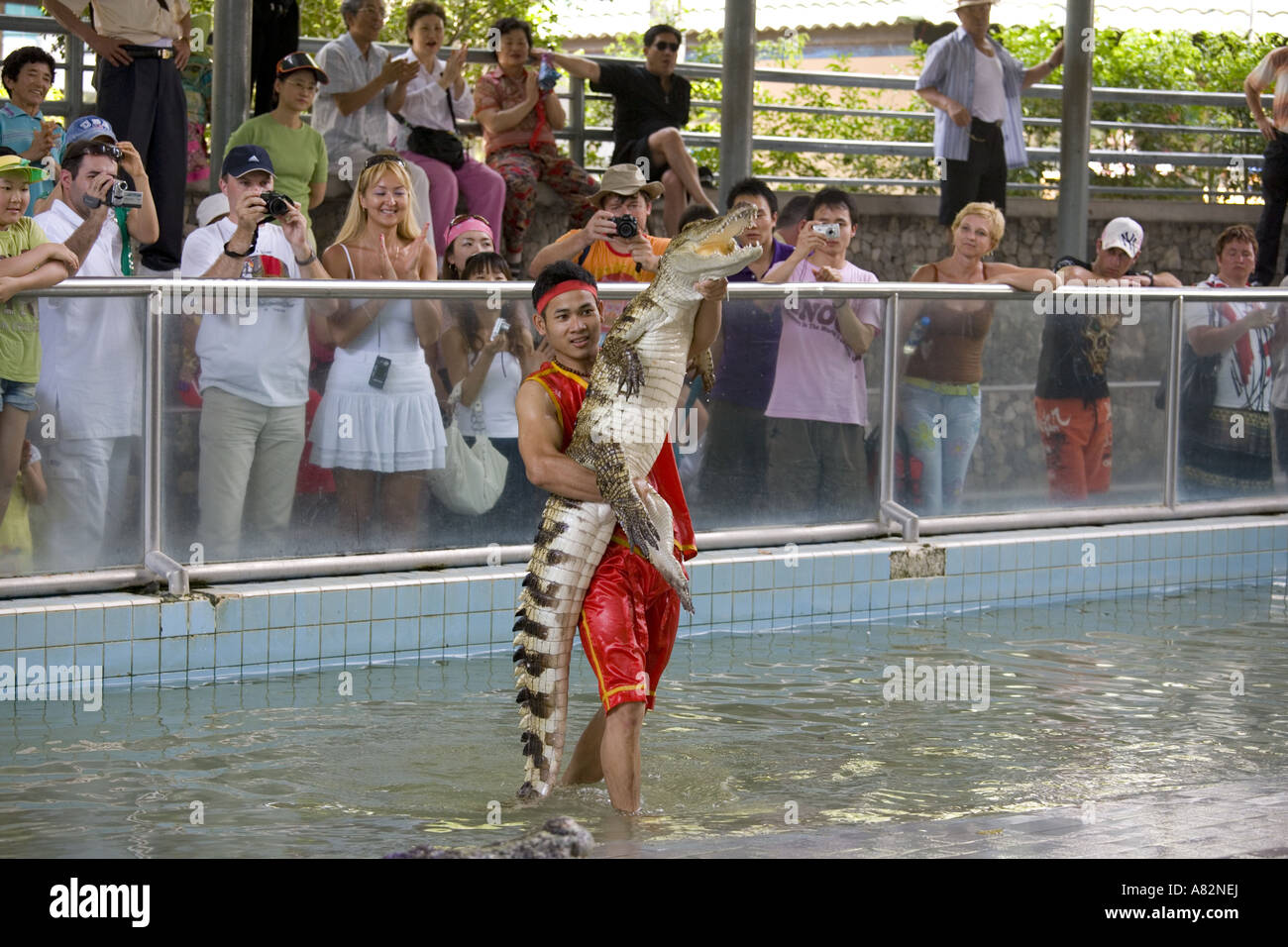 Crocodile Show Siamese crocodile Crocodylus siamensis at Thailand Zoo ...