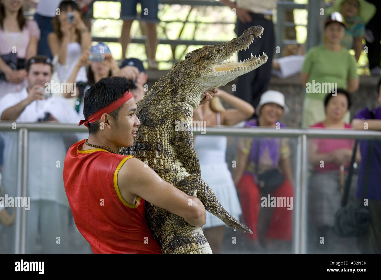 Crocodile Show Siamese crocodile Crocodylus siamensis at Thailand Zoo ...