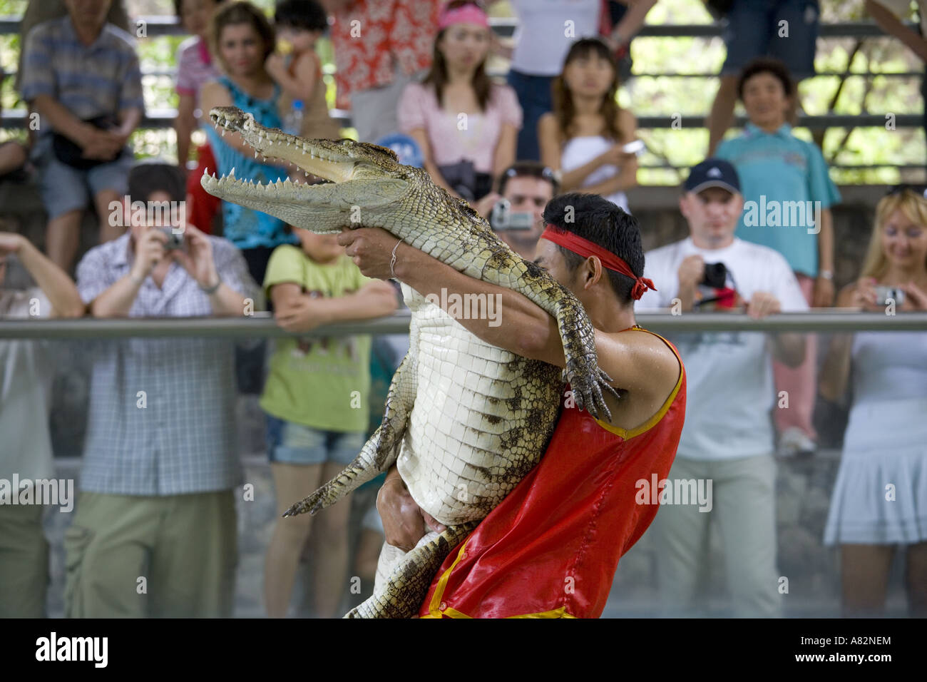 Crocodile Show Siamese crocodile Crocodylus siamensis at Thailand Zoo ...