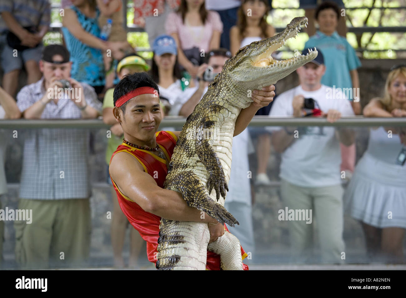 Crocodile Show Siamese crocodile Crocodylus siamensis at Thailand Zoo ...