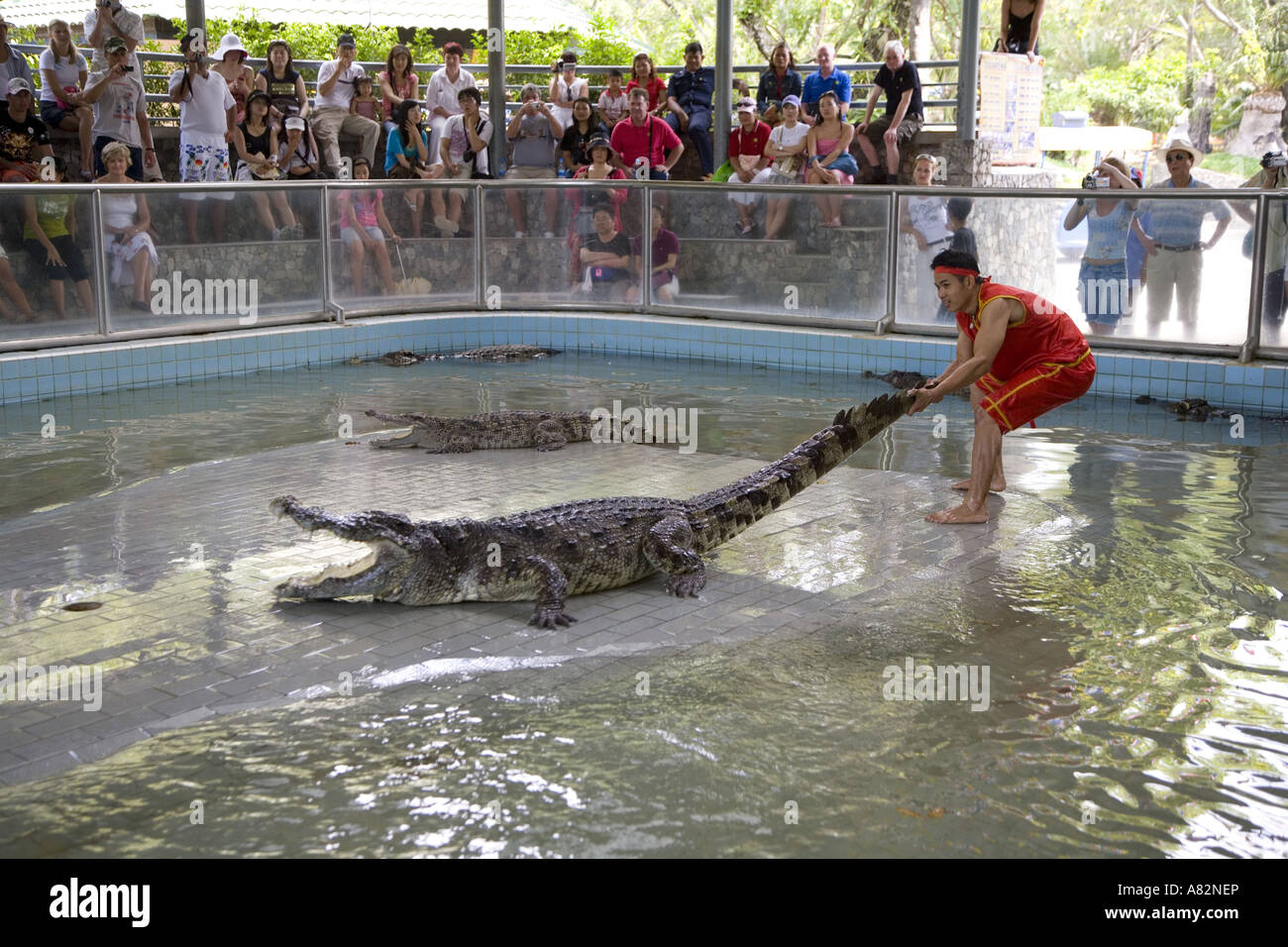 Crocodile Show Siamese crocodile Crocodylus siamensis at Thailand Zoo ...