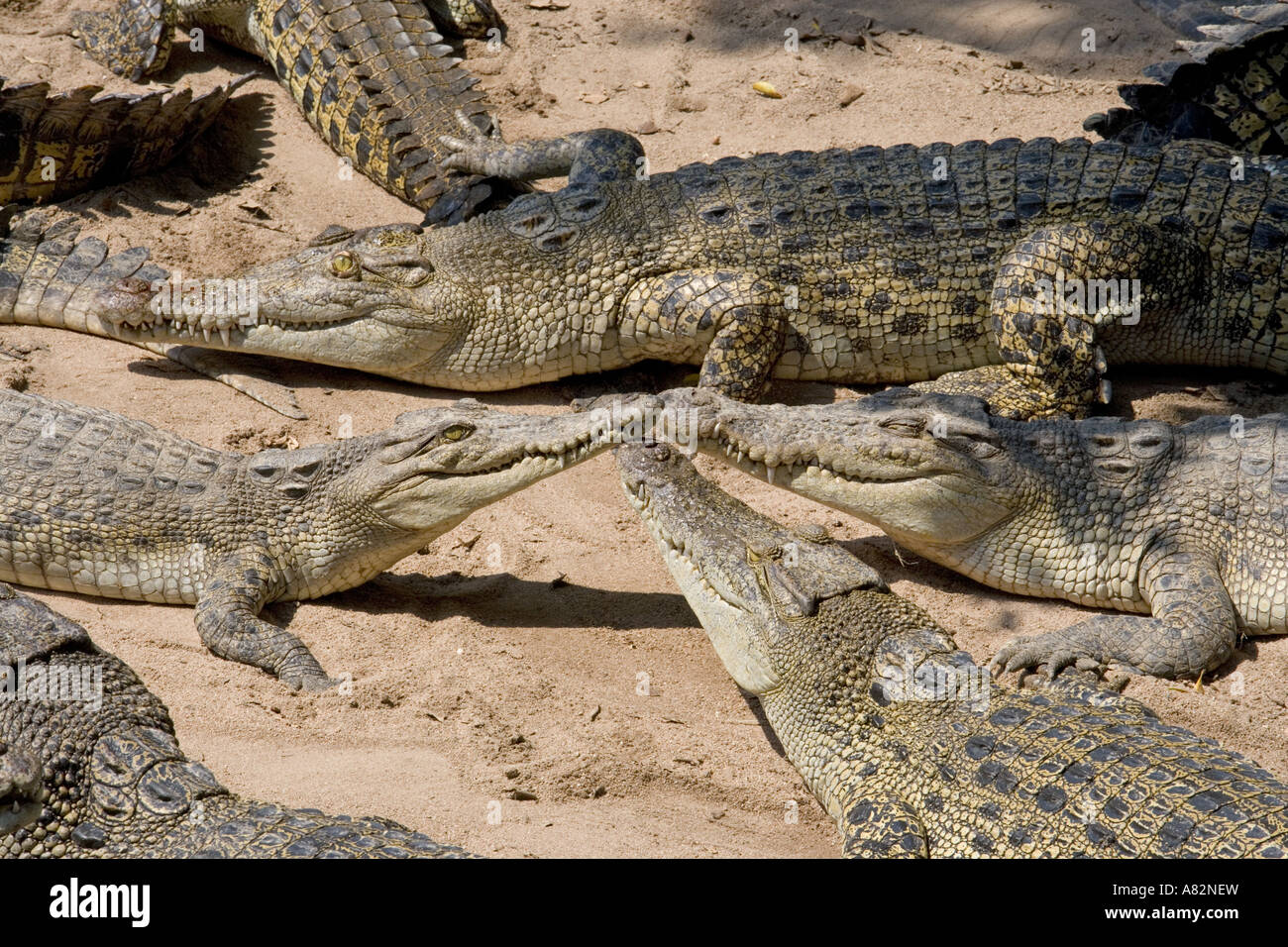 Nile crocodile Crocodylus niloticus Stock Photo - Alamy