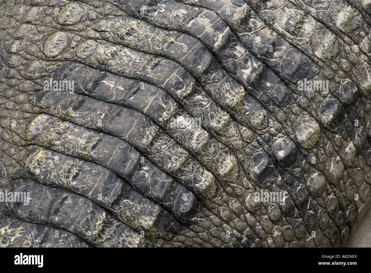 Nile crocodile Crocodylus niloticus skin detail Stock Photo - Alamy
