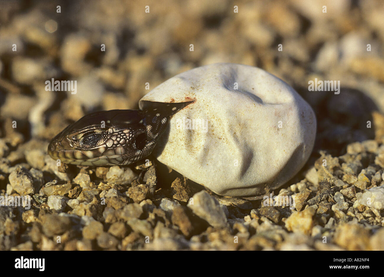 Lizard hatching lizard hi-res stock photography and images - Alamy