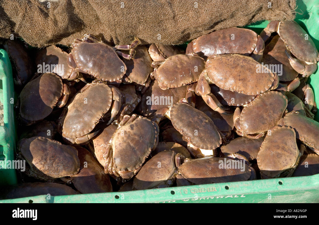 Cromer Crabs Norfolk UK March Stock Photo - Alamy