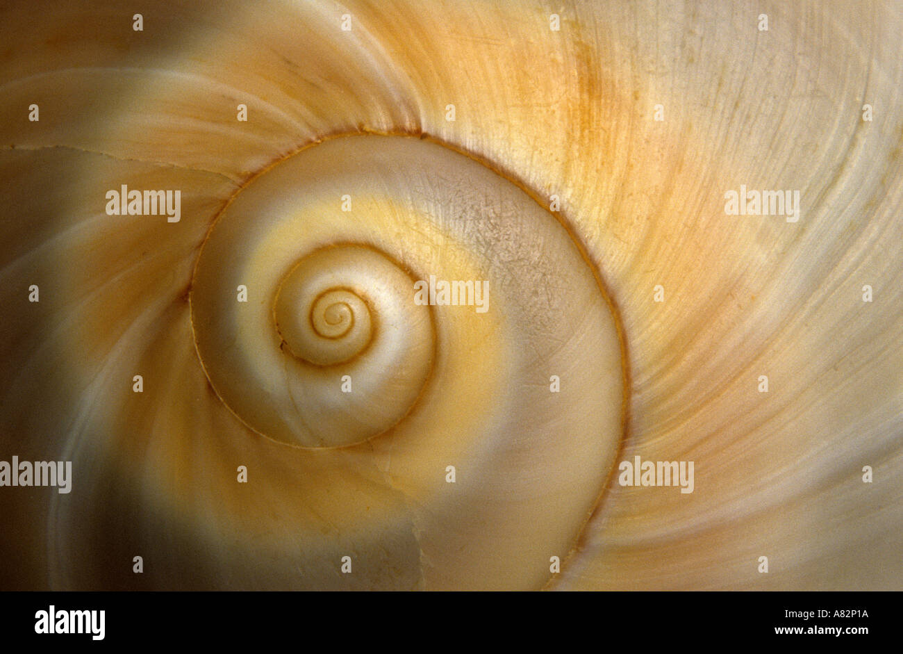 Natica hi-res stock photography and images - Alamy