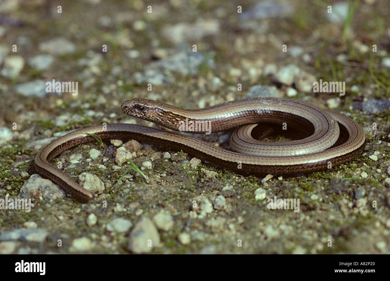 Slow Worm Anguis fragilis Stock Photo - Alamy