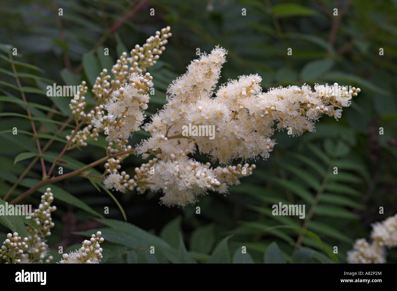 False spiraea (Sorbaria sorbifolia Stock Photo - Alamy