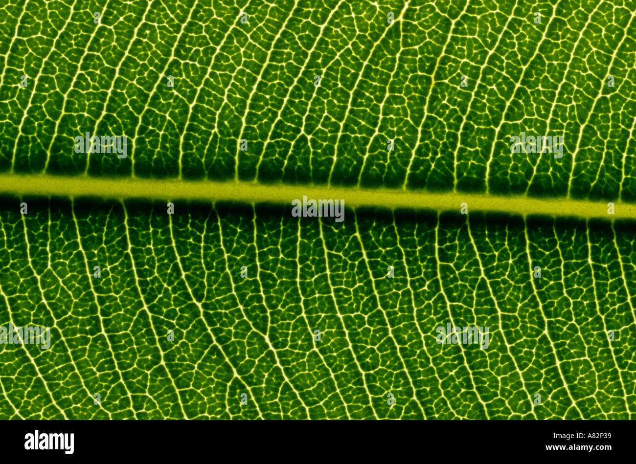 Rosebay Nerium oleander leaf Stock Photo - Alamy