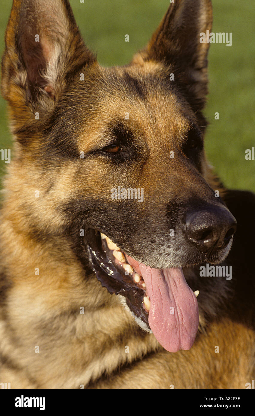 Alsatian Dog head Stock Photo - Alamy