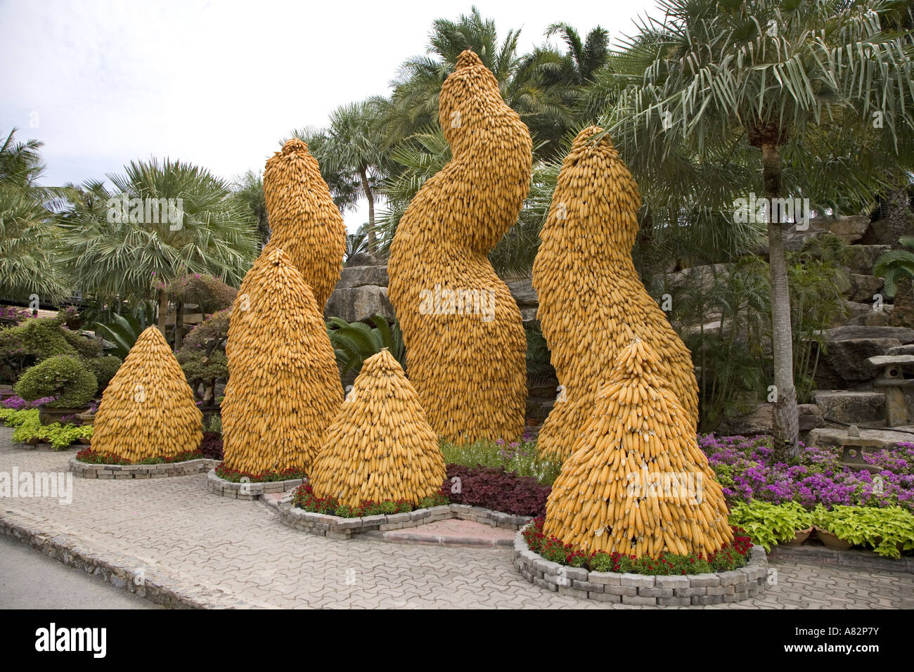Maize Cob Trees Thailand Stock Photo - Alamy