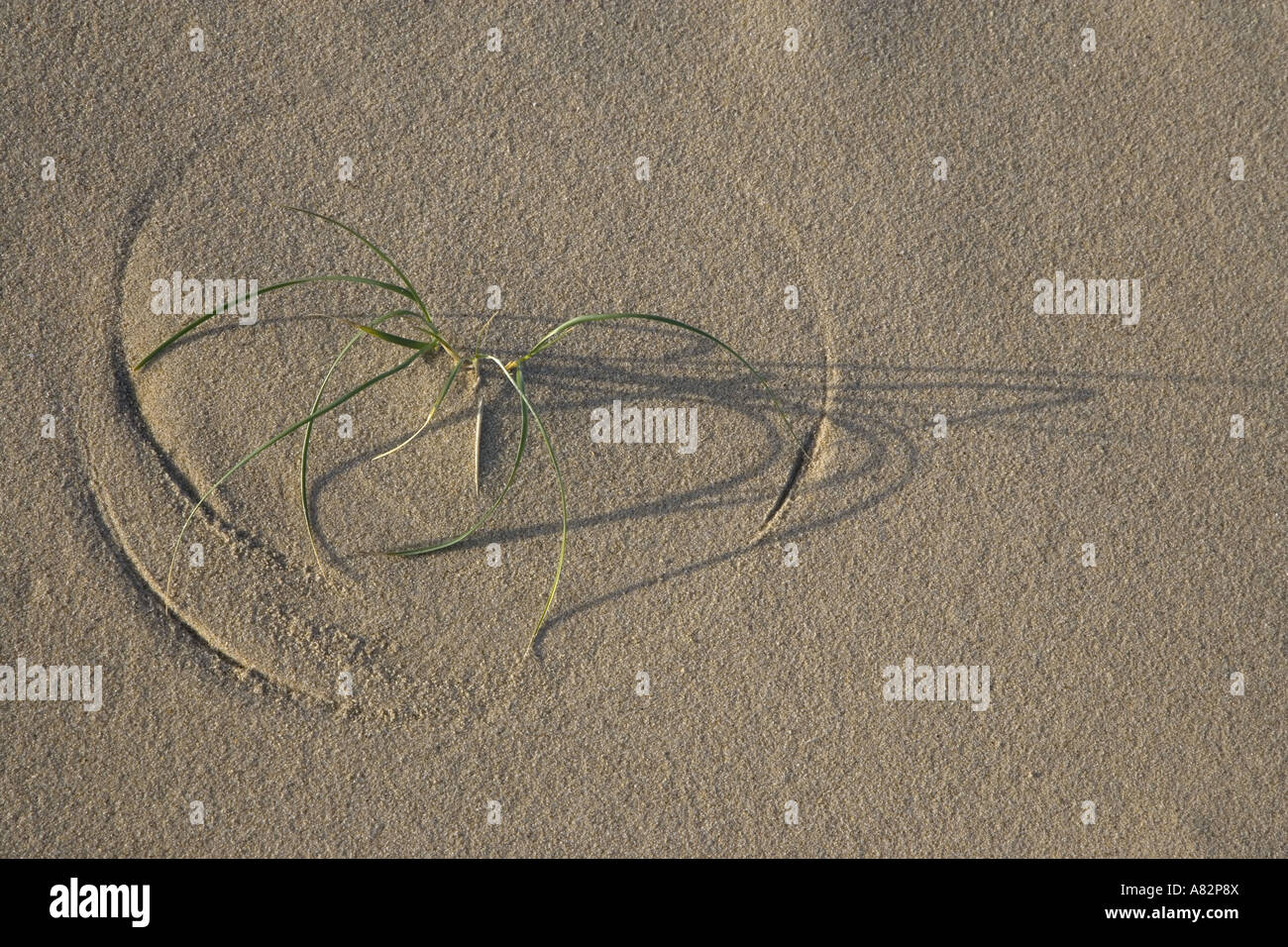 Marram Grass Wind Circles Stock Photo - Alamy