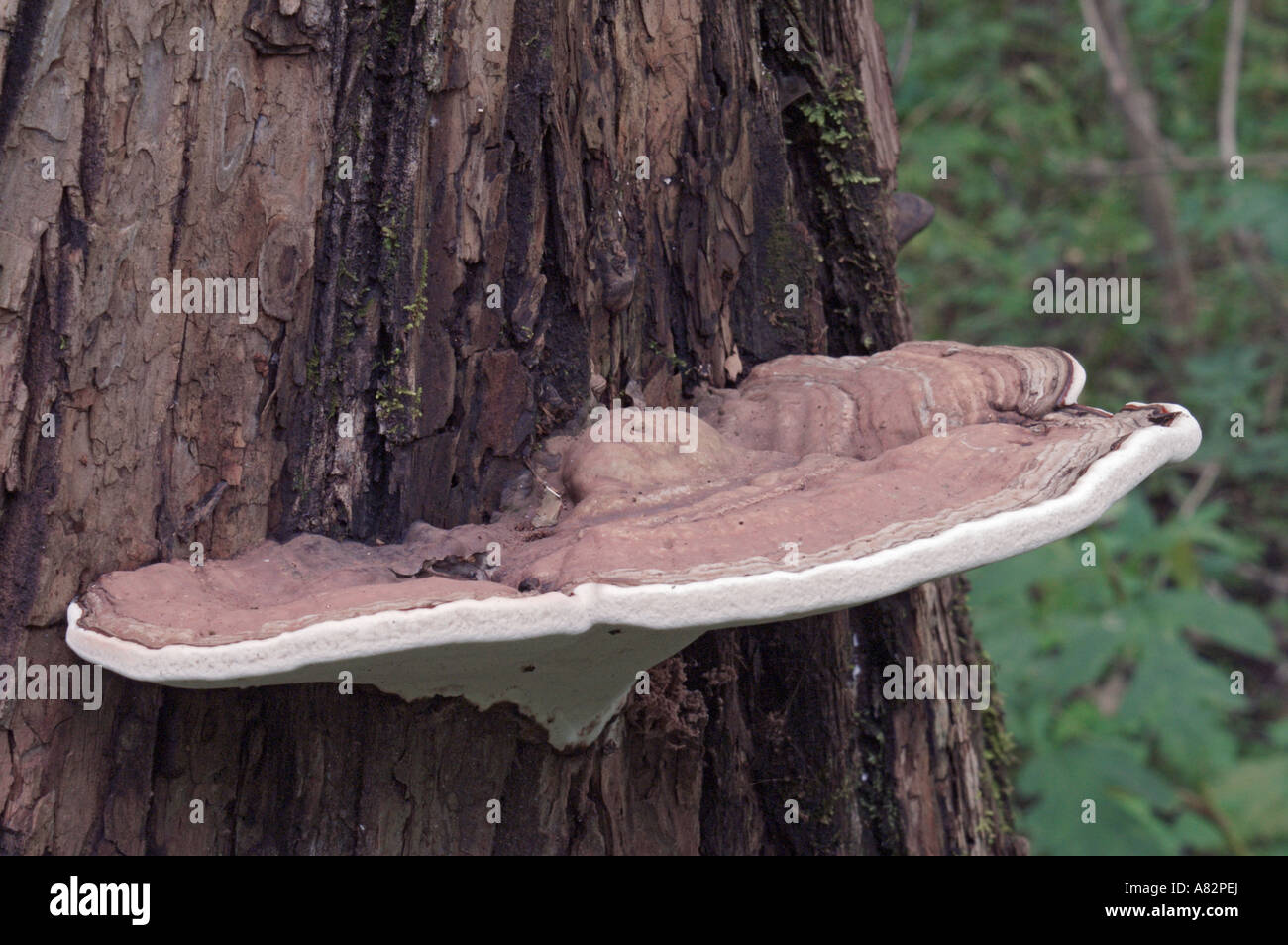Artist's Conk fungus (Ganoderma applanatum) on Chosenia arbutifolia ...