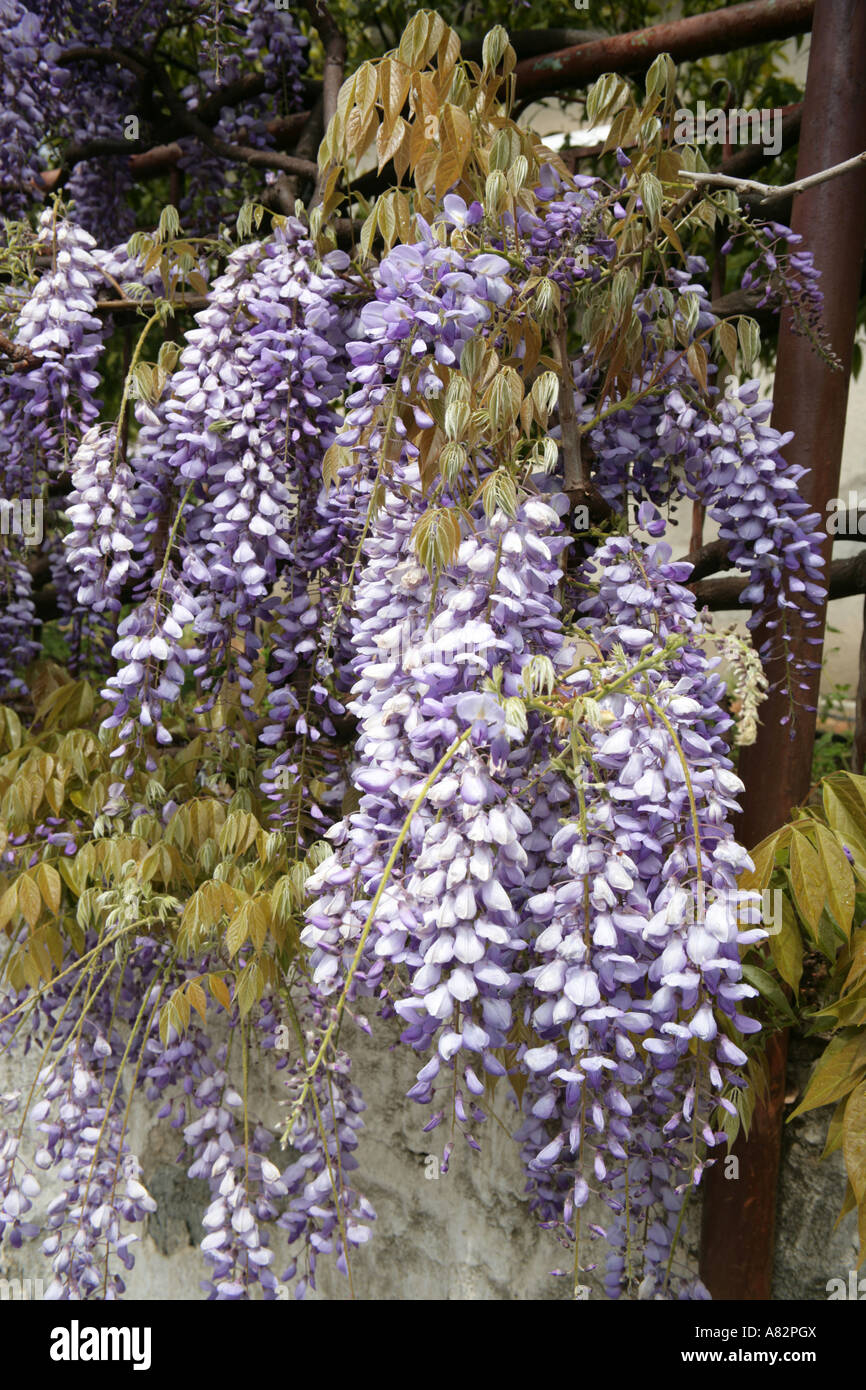 Wisteria sinensus deciduous climbing shrub named for Casper Wister ...