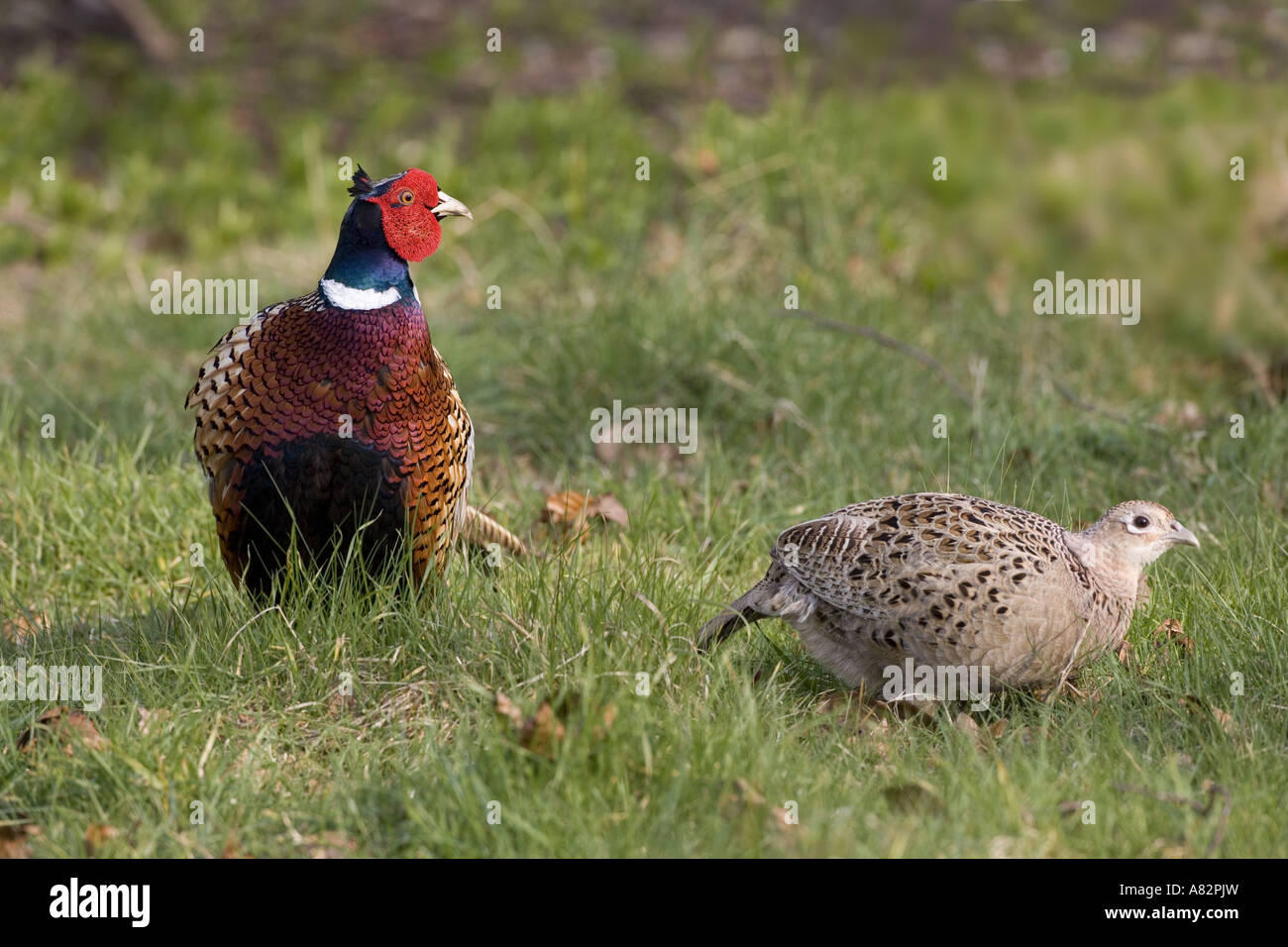Ringneck Pheasant Pair