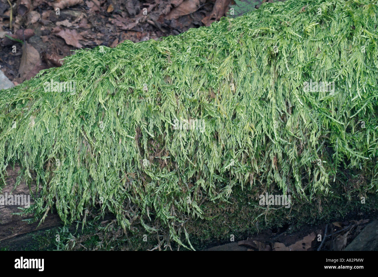 Entodon moss hi-res stock photography and images - Alamy
