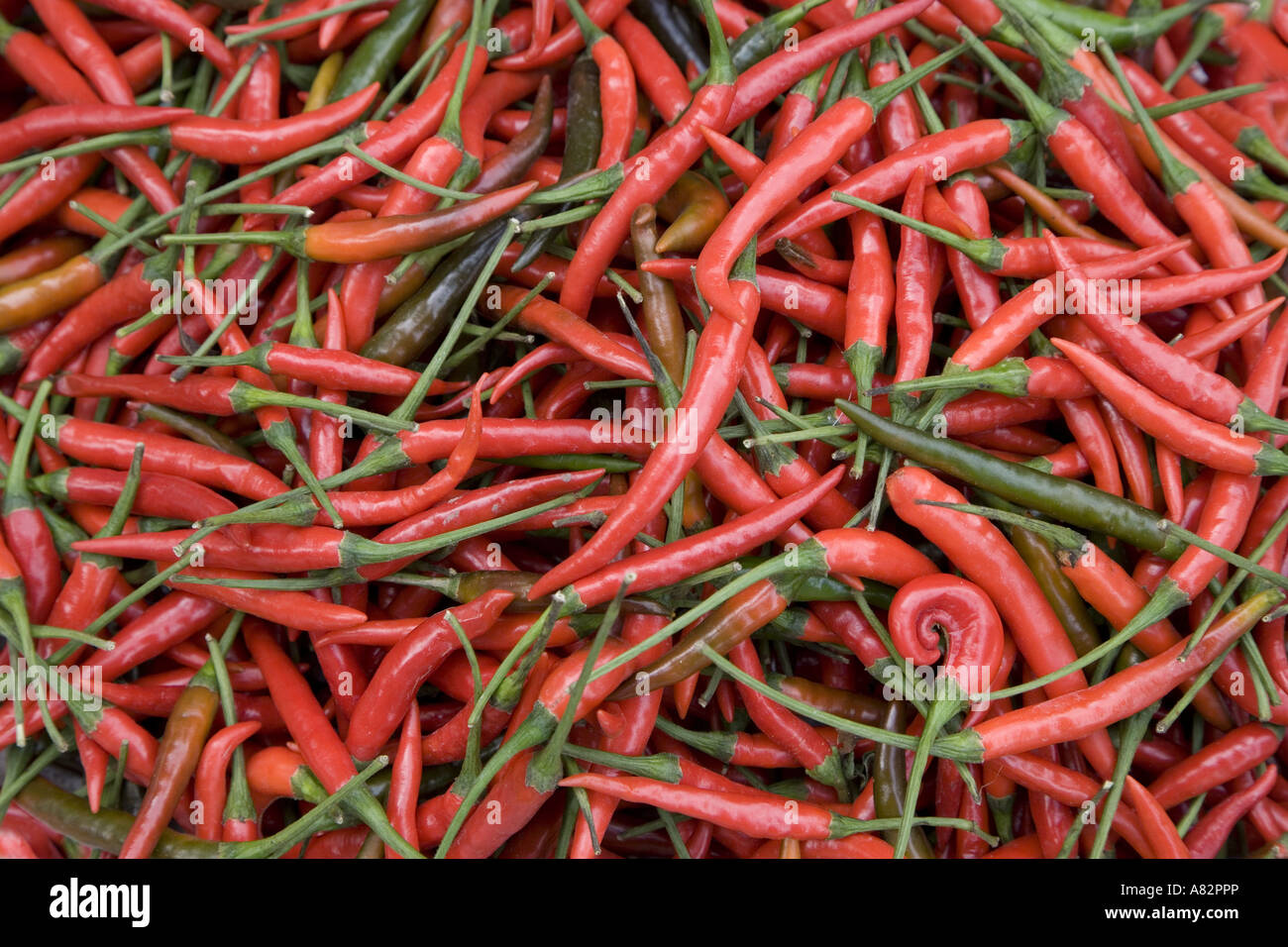 How to sow chillies hi-res stock photography and images - Alamy