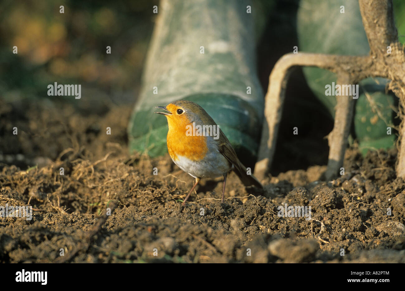 Robin feeding soil hi-res stock photography and images - Alamy