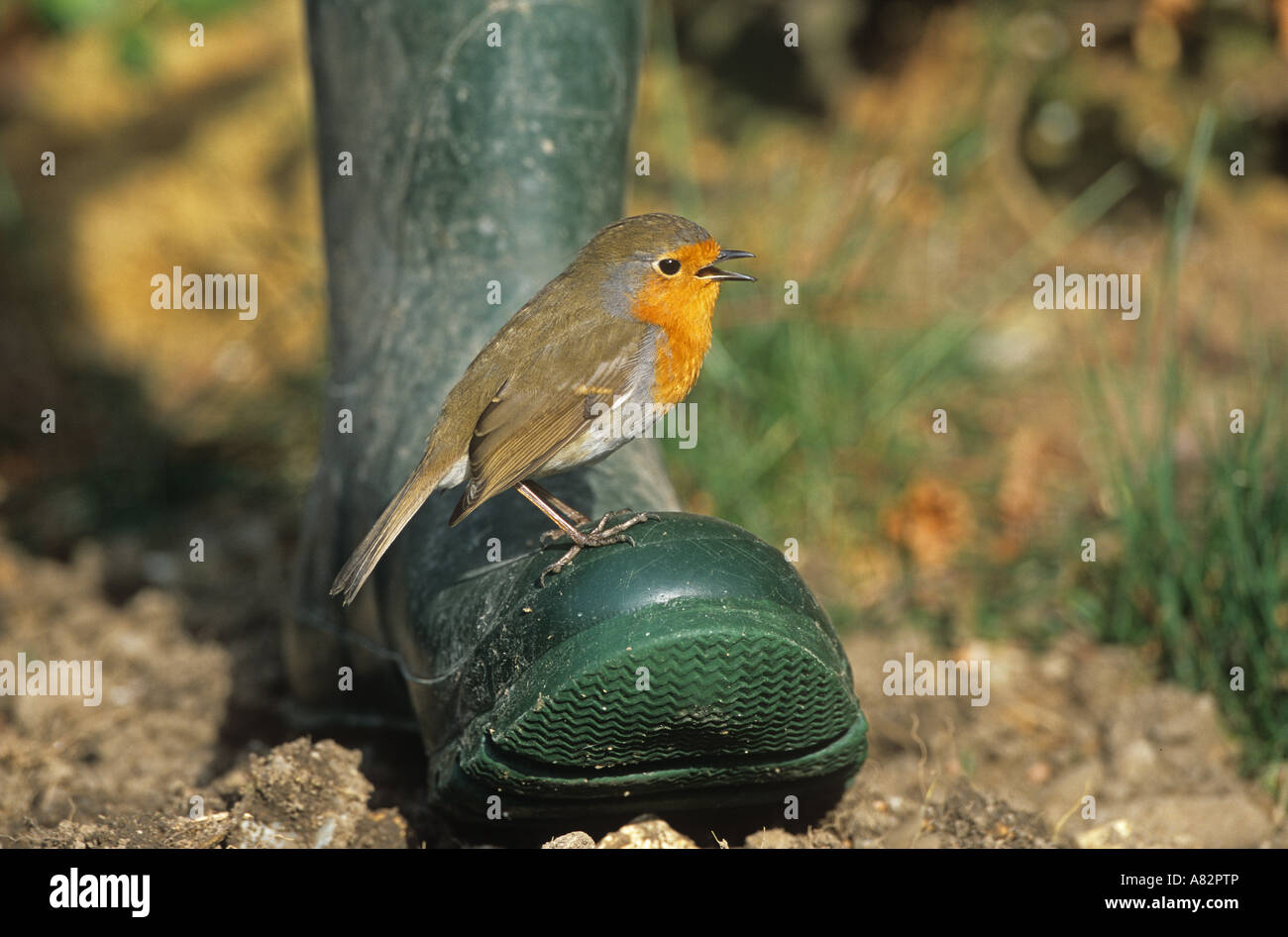Robin feeding soil hi-res stock photography and images - Alamy