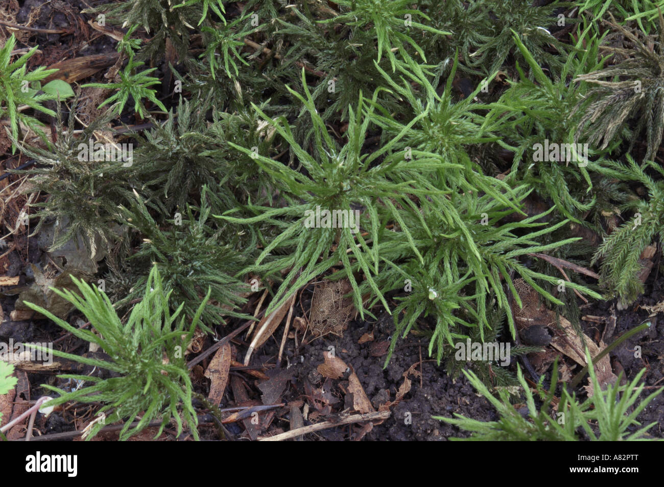 Climacium High Resolution Stock Photography and Images - Alamy