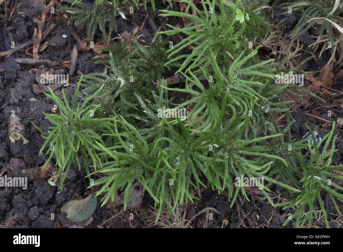 Climacium moss (Climacium japonicum Stock Photo - Alamy