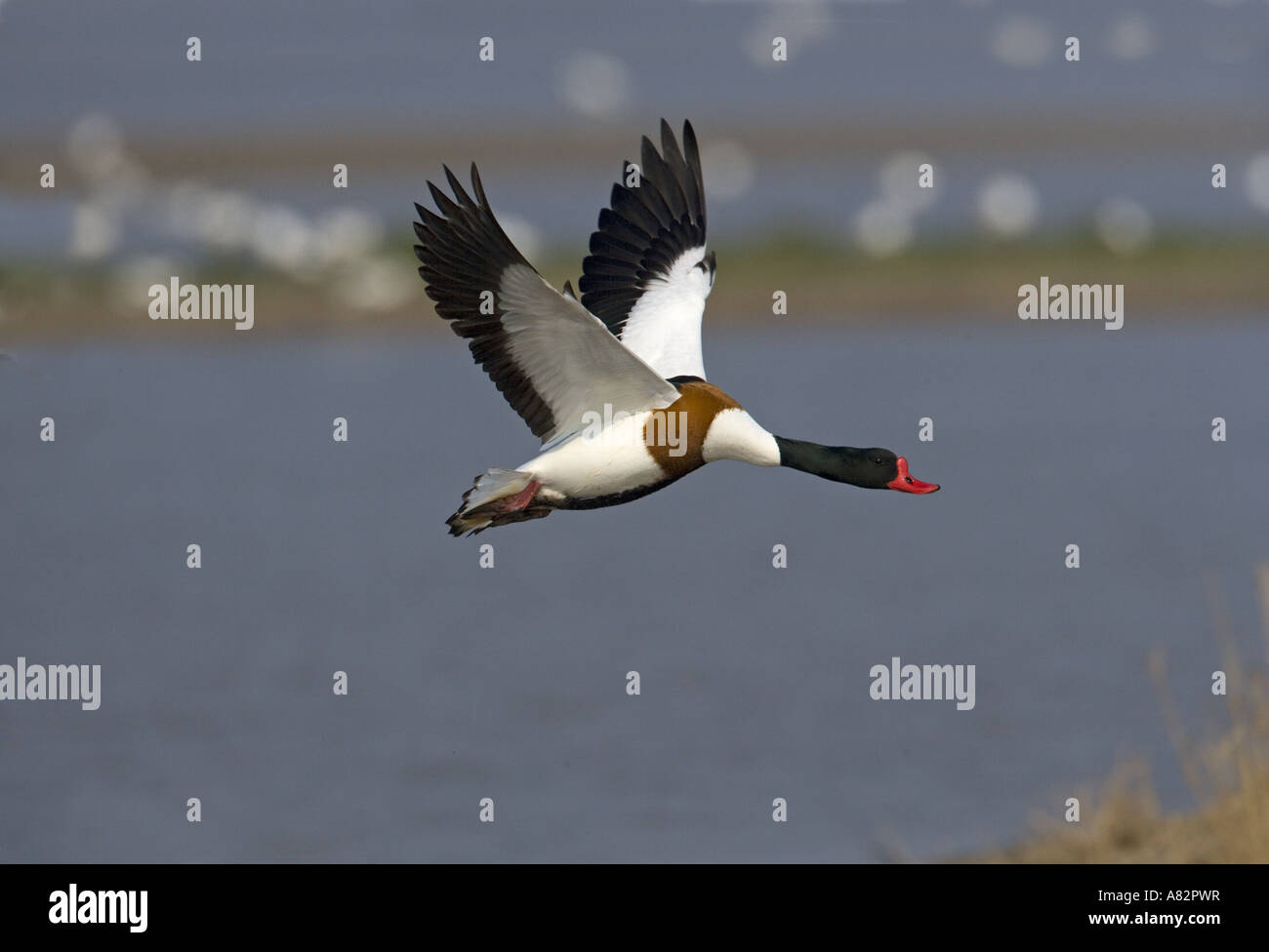 Flying shelducks hi-res stock photography and images - Alamy
