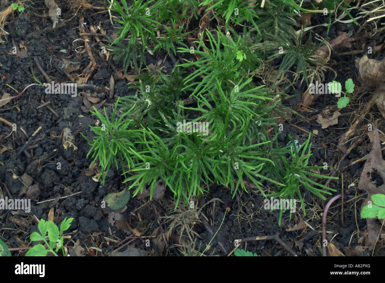 Climacium moss (Climacium japonicum Stock Photo - Alamy