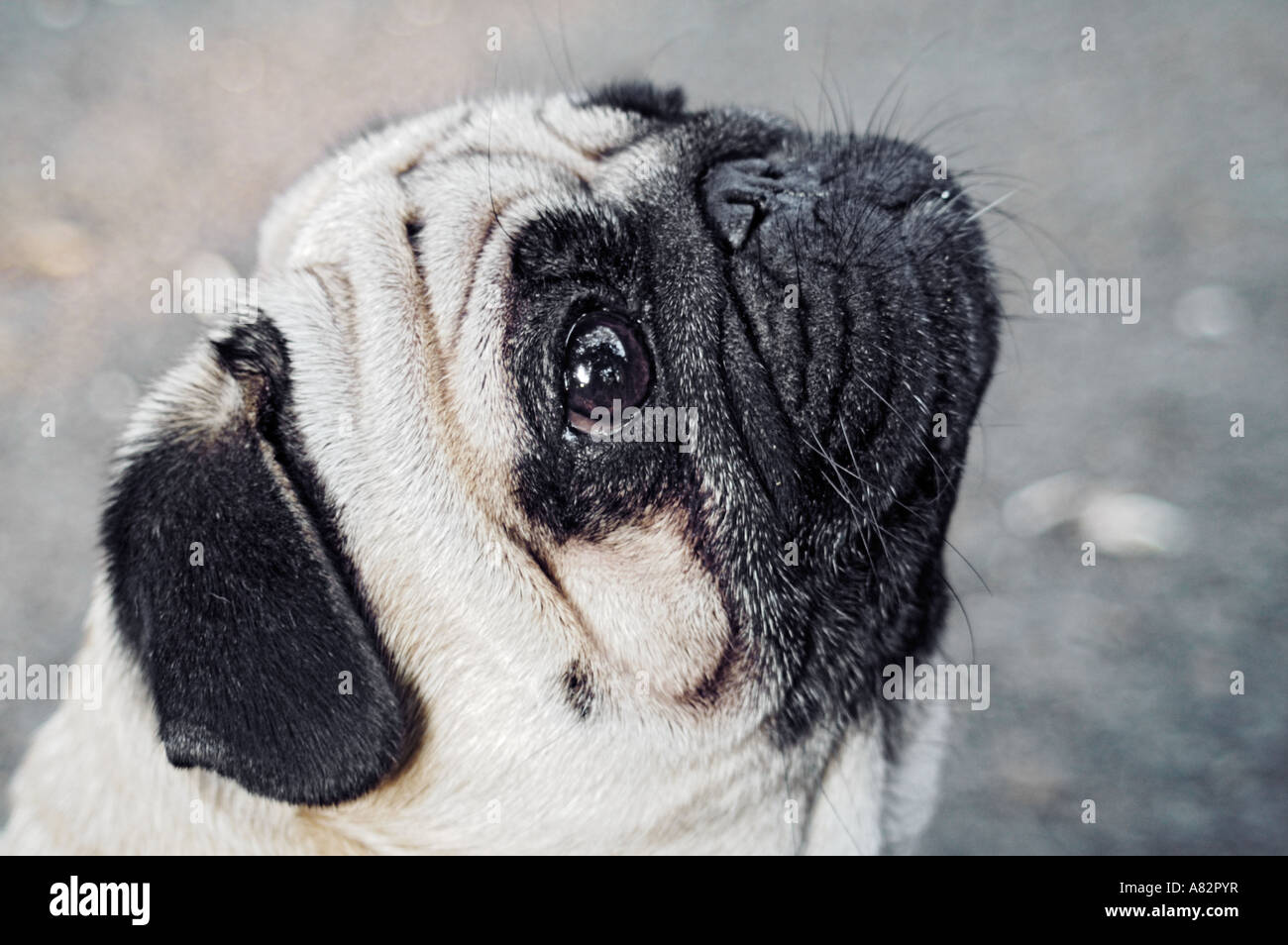 Pet horizontal hi-res stock photography and images - Alamy