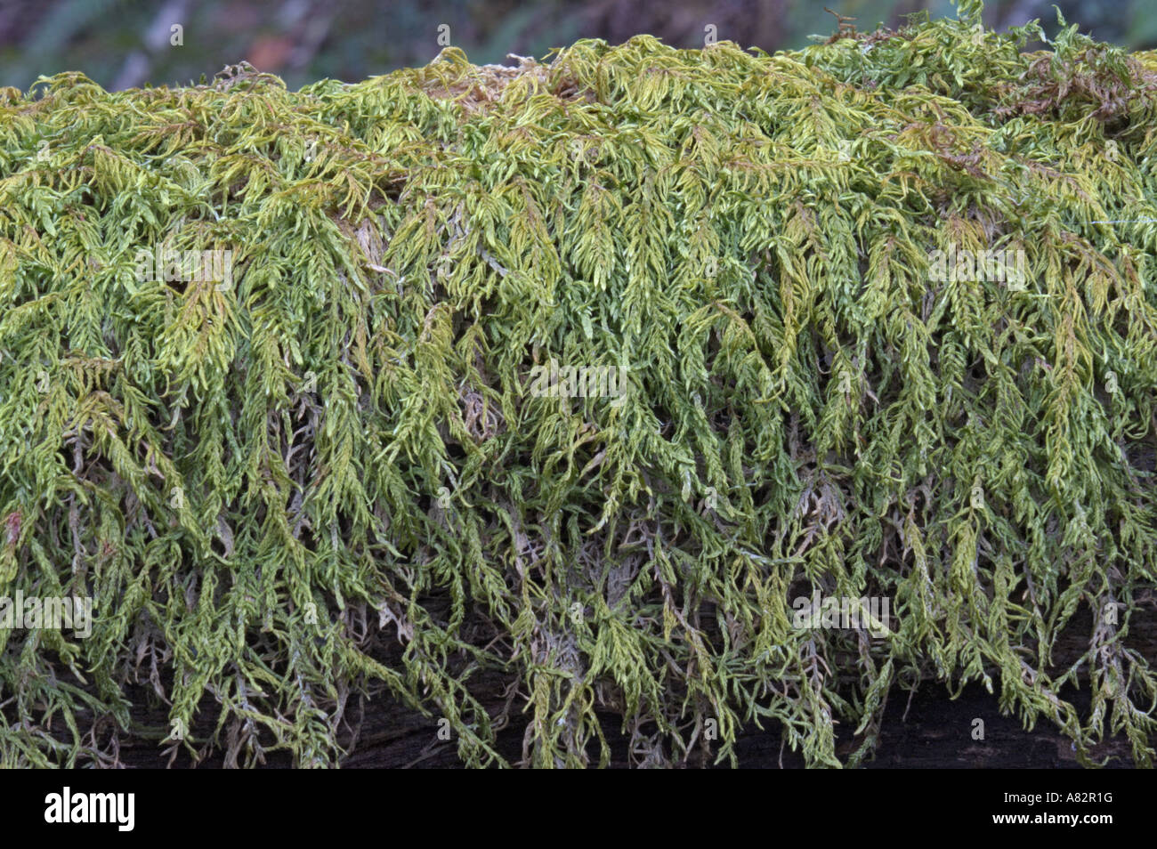 Entodon moss (Entodon flavescens Stock Photo - Alamy