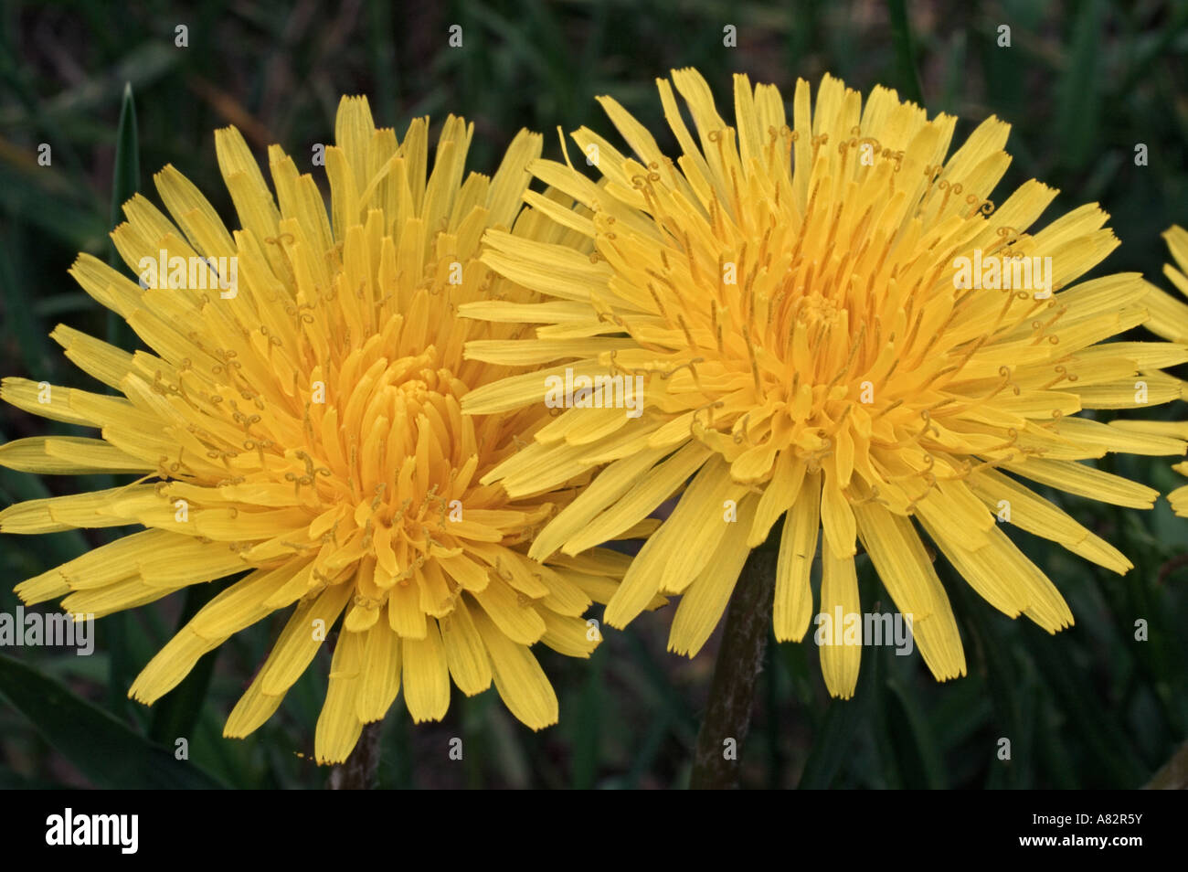 Common dandelions (Taraxacum officinale Stock Photo - Alamy