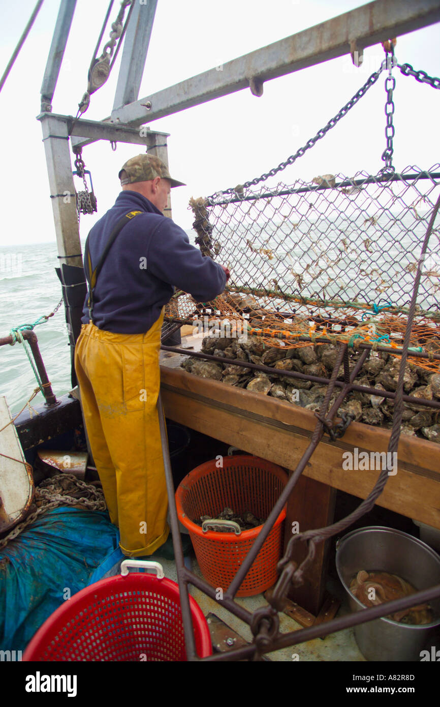 Andy Riches on board the Oyster fishing boat The Misty Oyster fishing ...