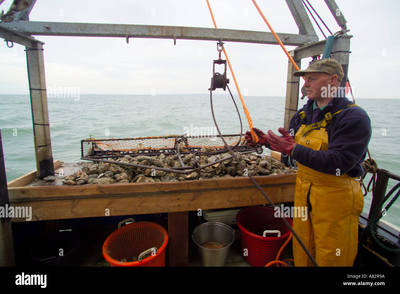 sorting oysters for size Andy Riches on board the Oyster fishing boat ...
