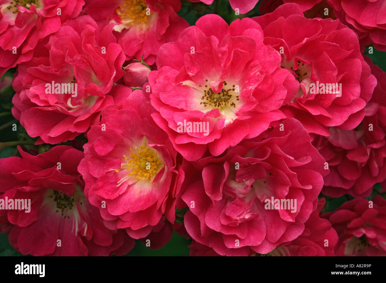 Roses (Rosa sp.), hybrid form Stock Photo - Alamy