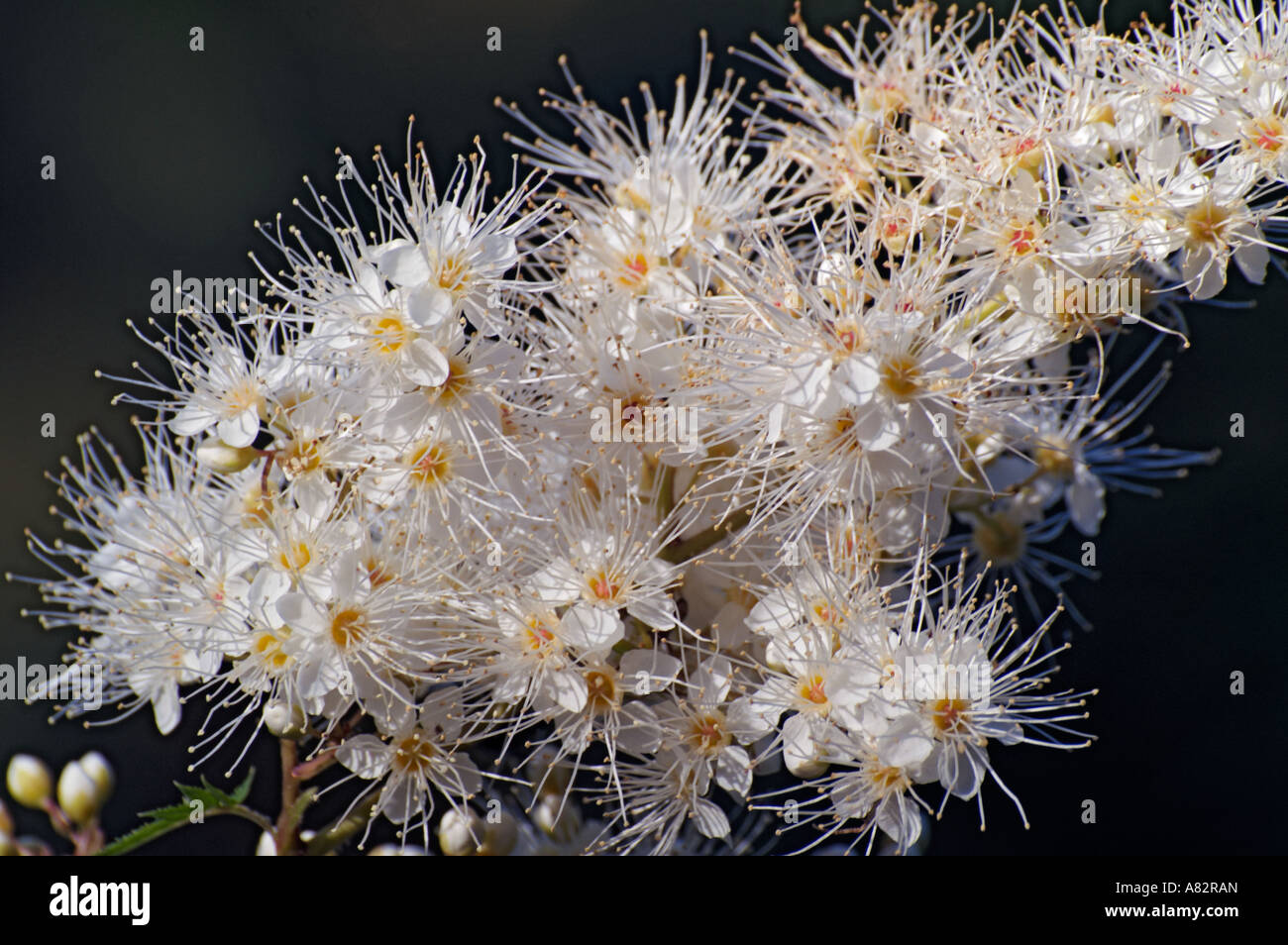 False spiraea (Sorbaria sorbifolia Stock Photo - Alamy