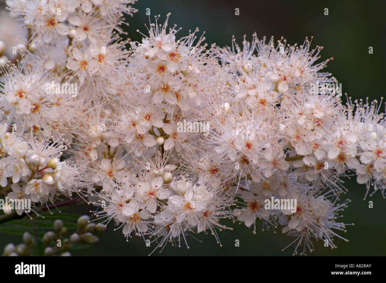 False spiraea (Sorbaria sorbifolia Stock Photo - Alamy