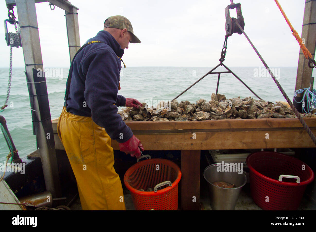 sorting oysters for size Andy Riches on board the Oyster fishing boat ...