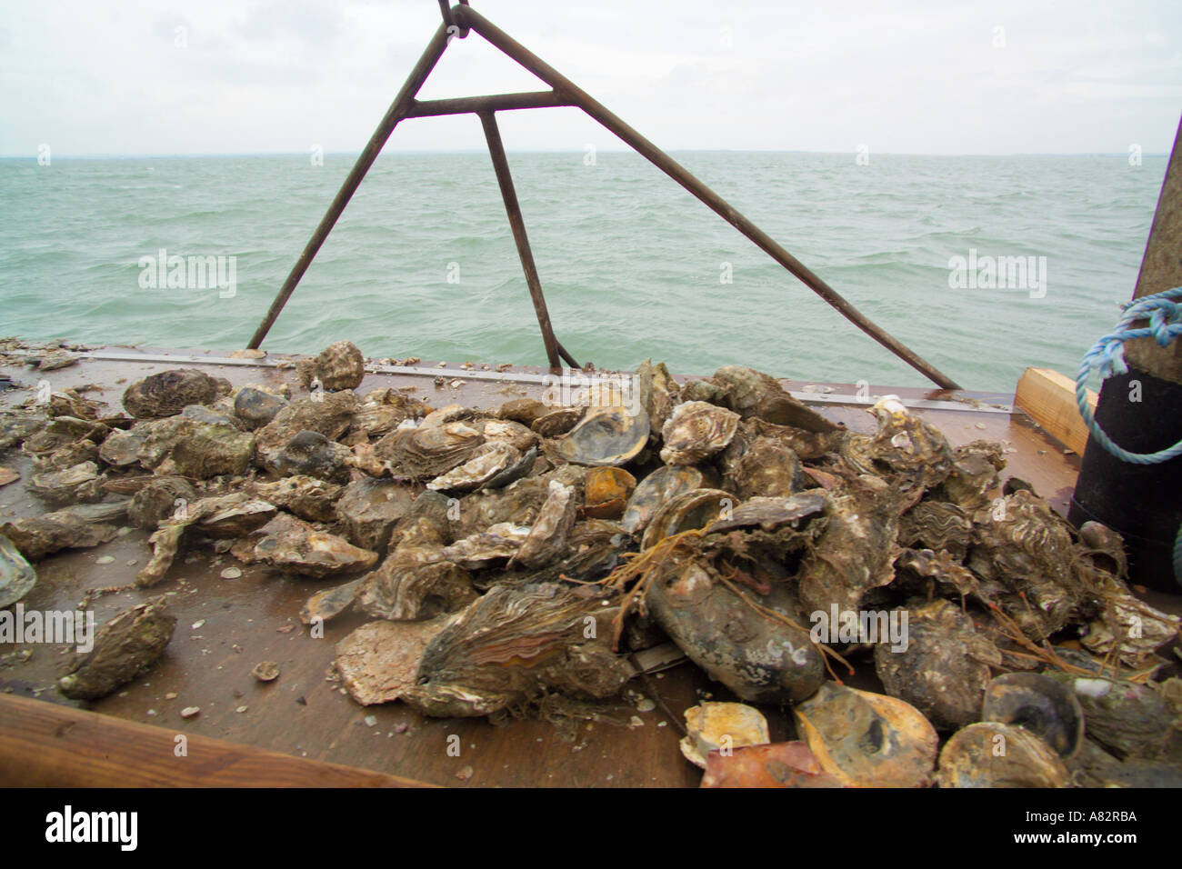 sorting oysters for size Andy Riches on board the Oyster fishing boat ...