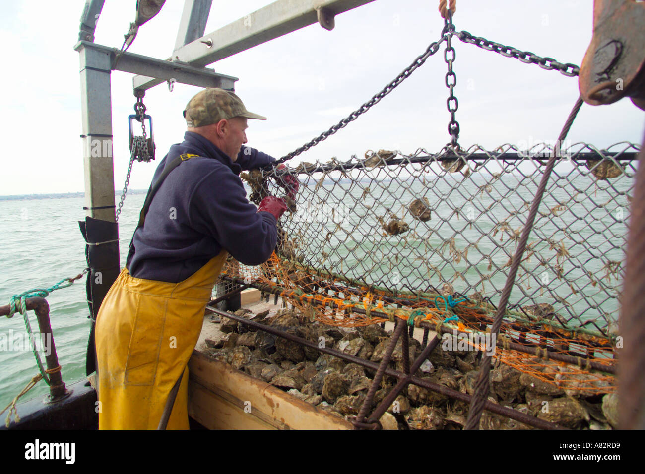 sorting oysters for size Andy Riches on board the Oyster fishing boat ...