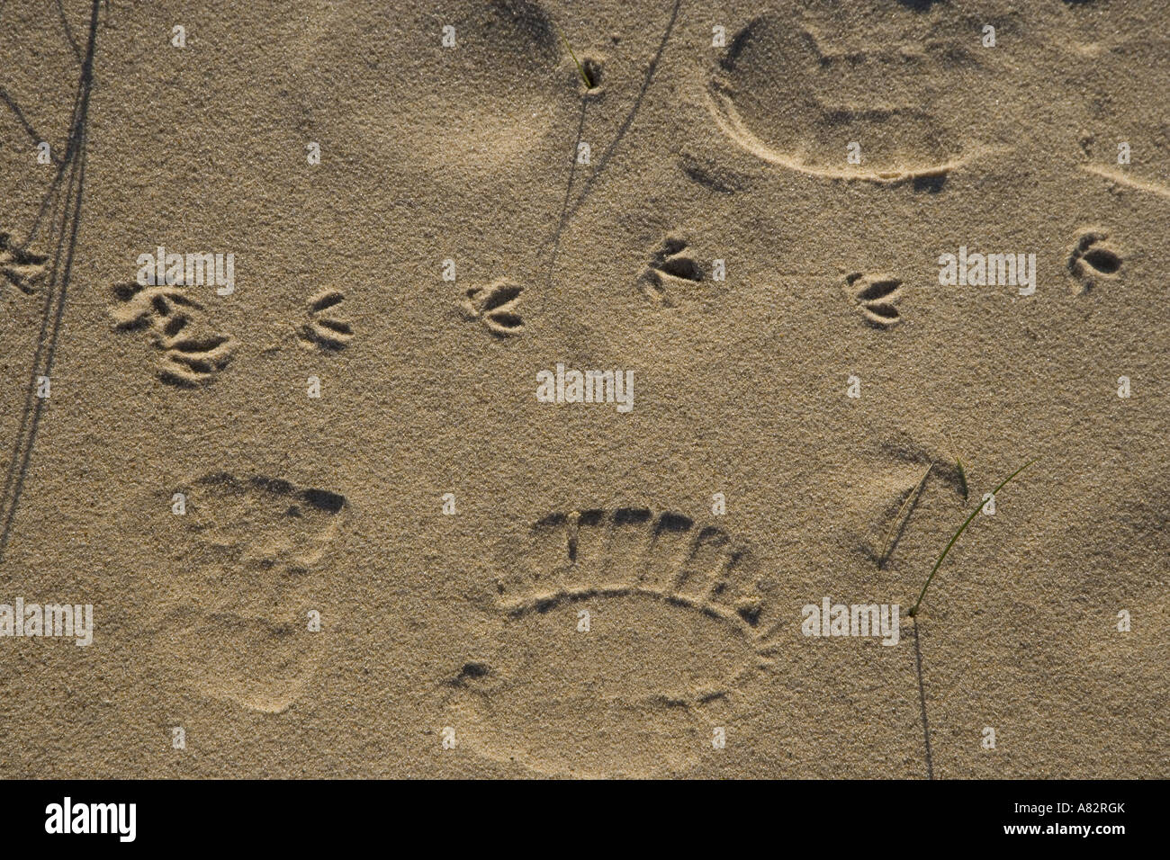 Wild Bird & Man Tracks Stock Photo - Alamy