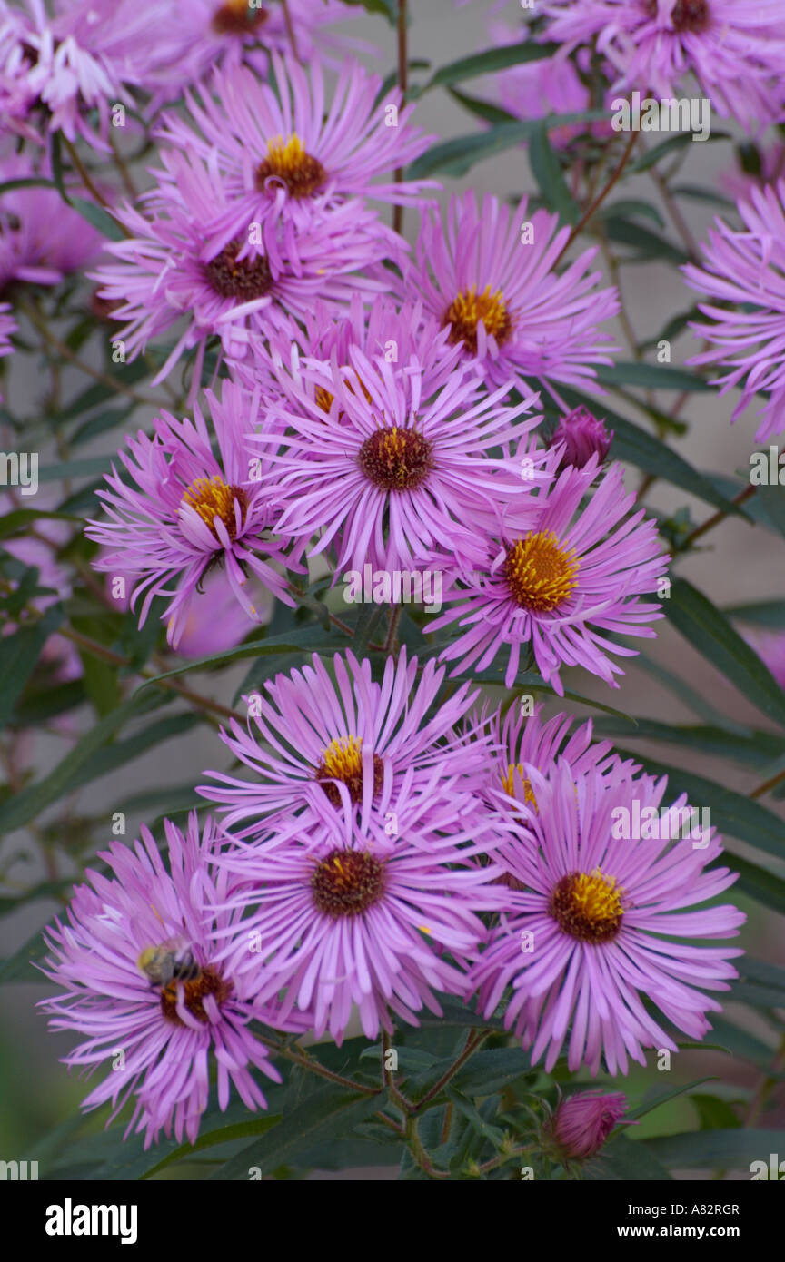 New England aster (Symphyotrichum novae-angliae Stock Photo - Alamy