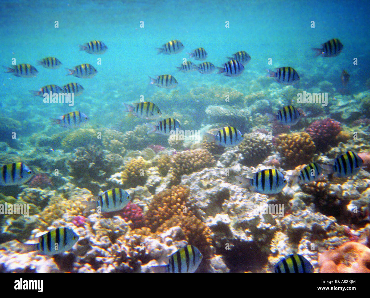 Observing fishes hi-res stock photography and images - Alamy