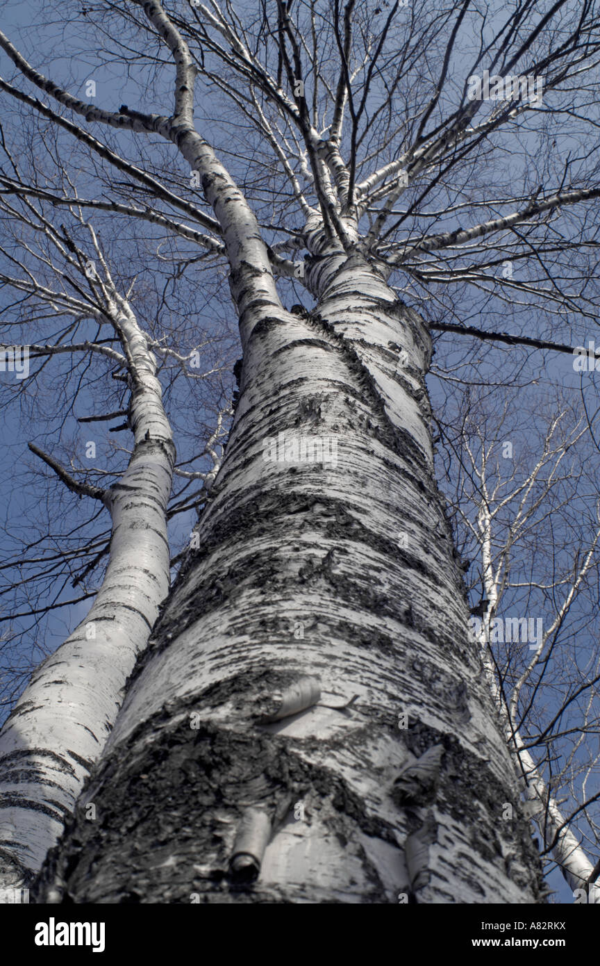 Asian white birch betula platyphylla hi-res stock photography and ...