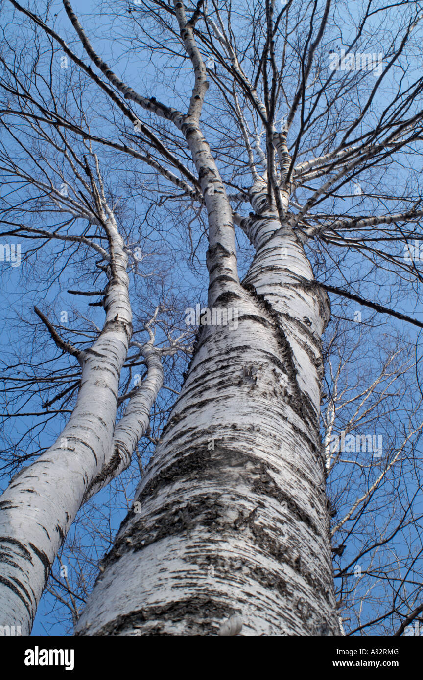 Asian white birch (Betula platyphylla Stock Photo - Alamy